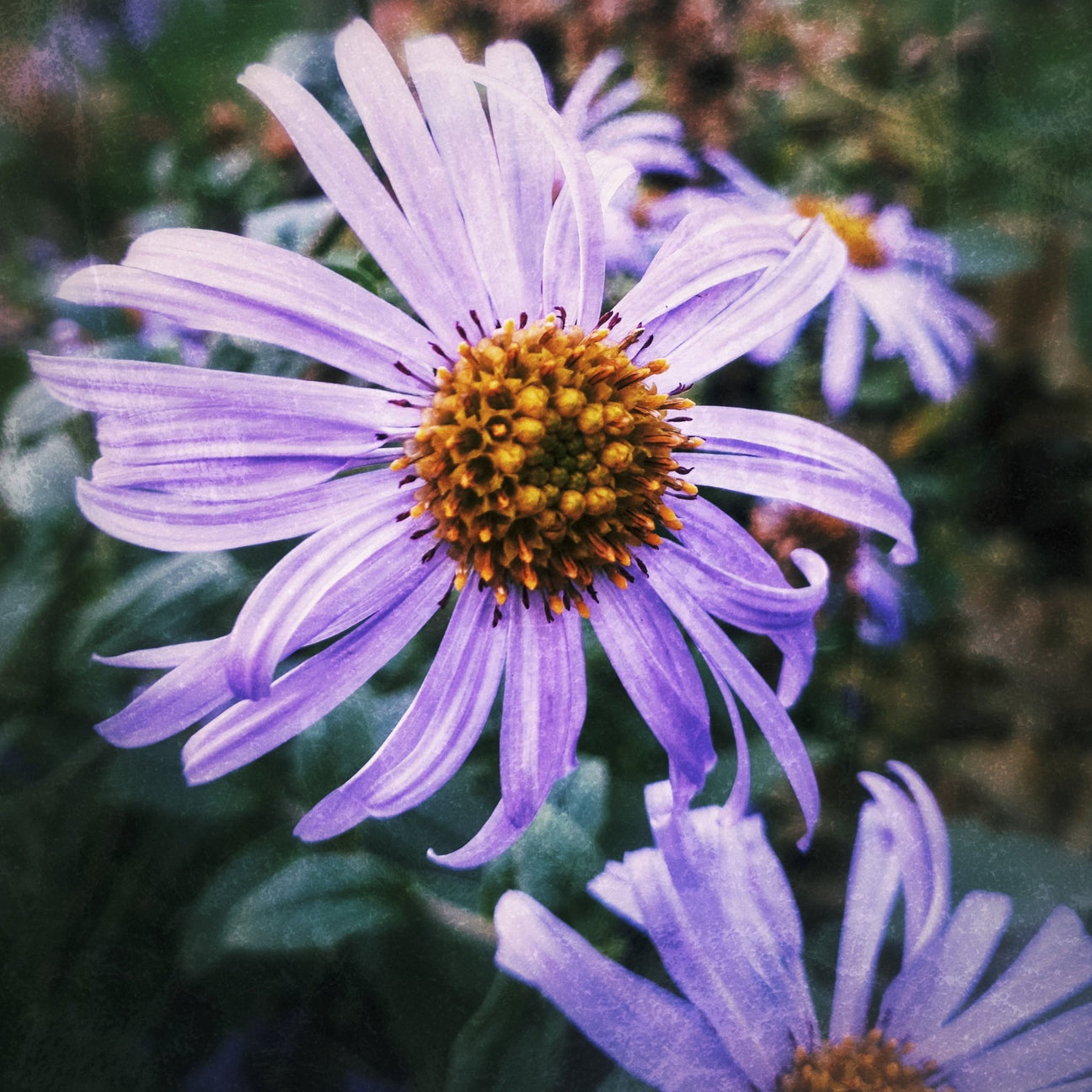 Late Summer & Early Autumn Flowering Perennials: Echinacea, Achillea ...