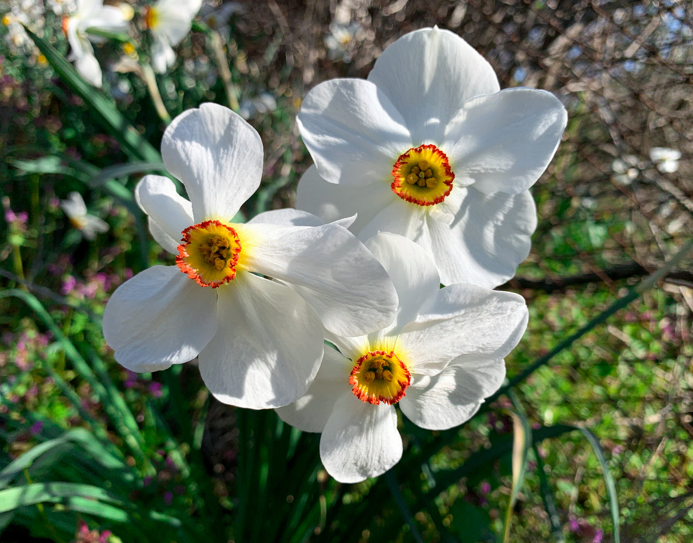 Organic Gardening Wildflowers & Gifts – The Irish Gardener Store