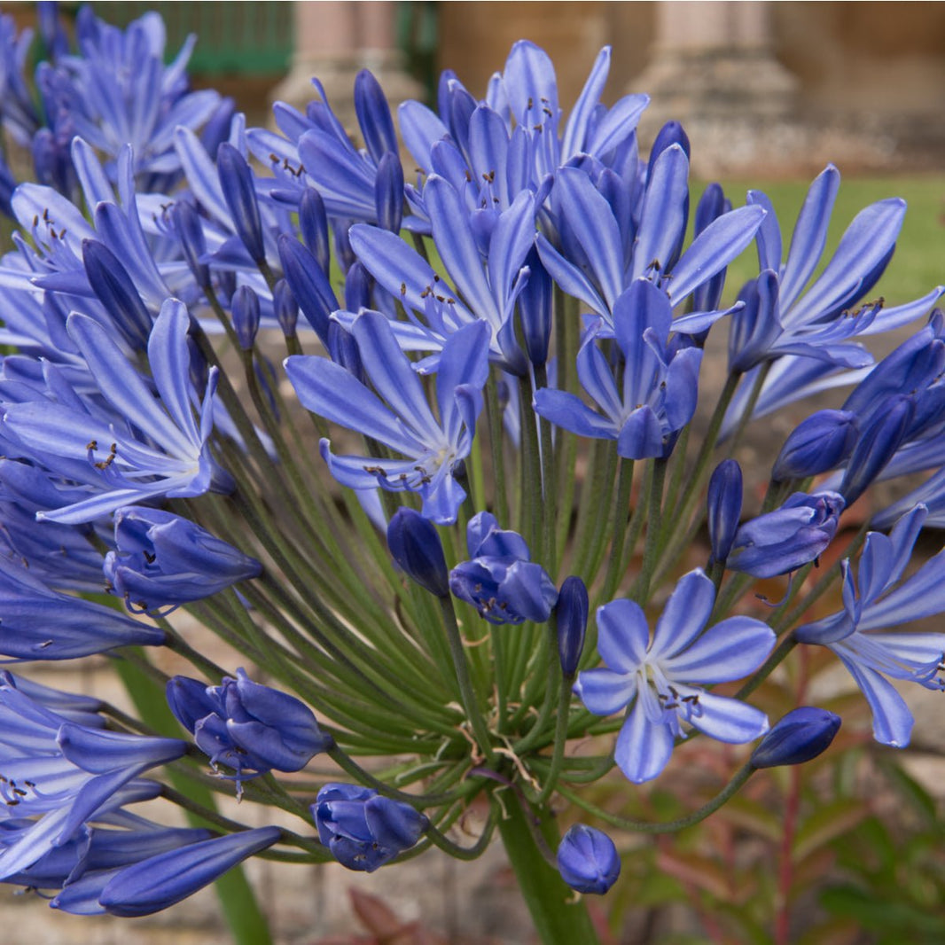 Summer Flowering Lilies - The Irish Gardener Store