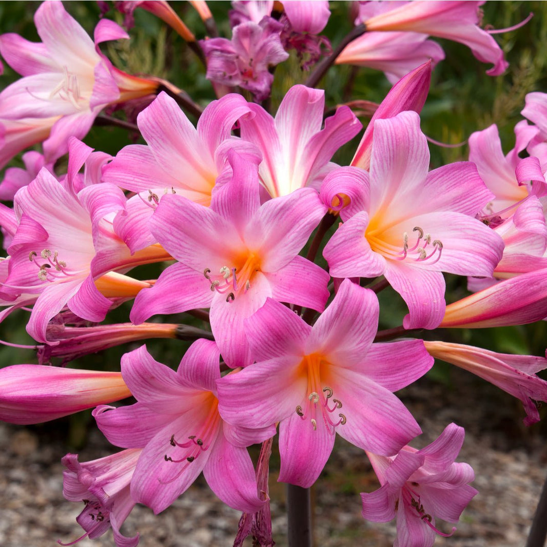 Summer Flowering Lilies - The Irish Gardener Store