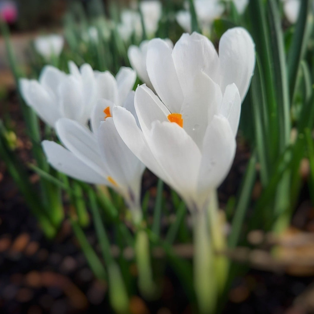 Organic Gardening Wildflowers & Gifts – The Irish Gardener Store