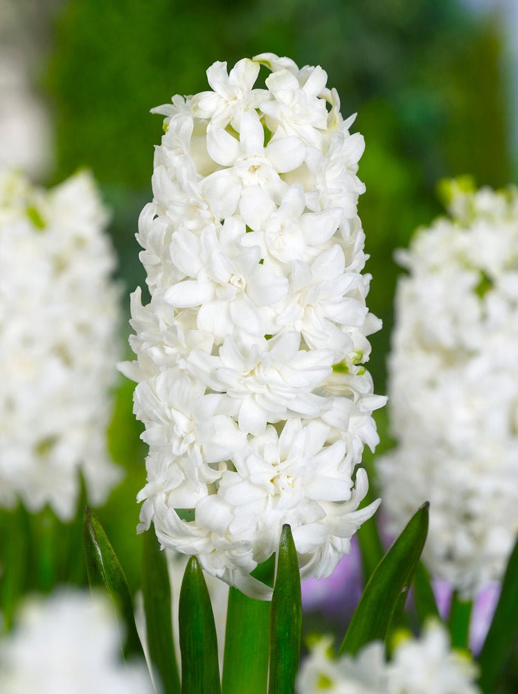 Hyacinths - The Irish Gardener Store