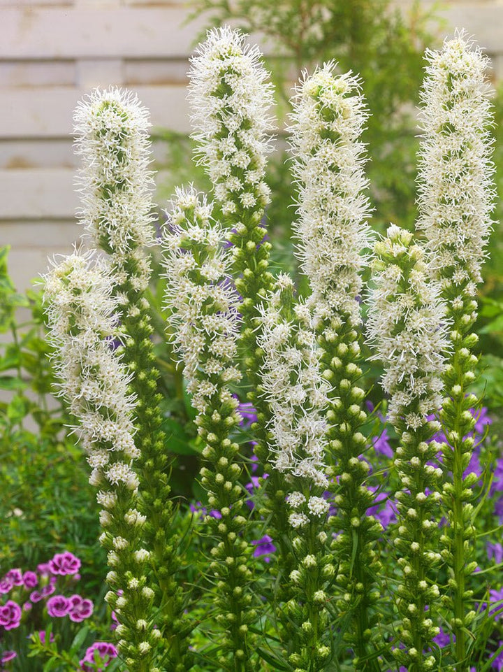 Summer Flowering Lilies - The Irish Gardener Store