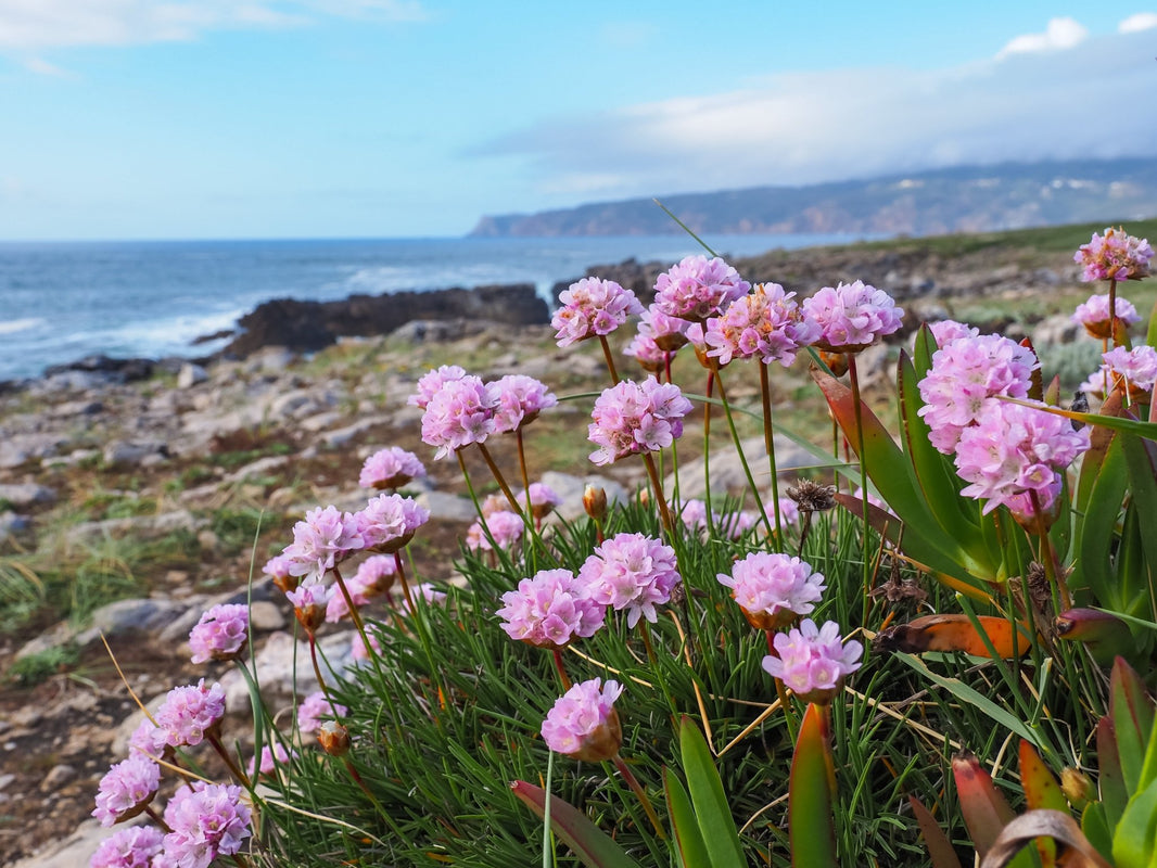 Organic Gardening Wildflowers & Gifts – The Irish Gardener Store
